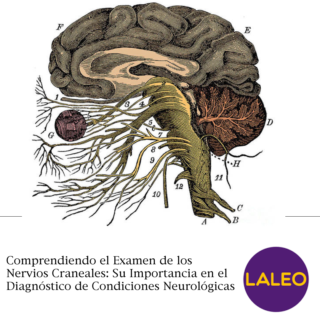 Comprendiendo el Examen de los Nervios Craneales: Importancia en la ...